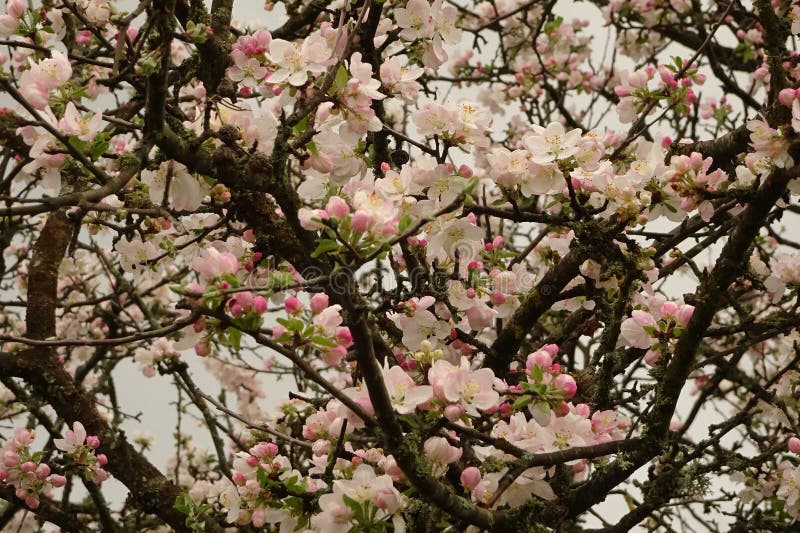 Gentle Pink Flowering Apple Trees in the Mountains Stock Image - Image ...