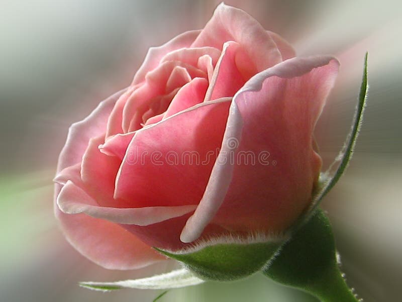 Gentle pink stock image. Image of green, pink, light - 61291321