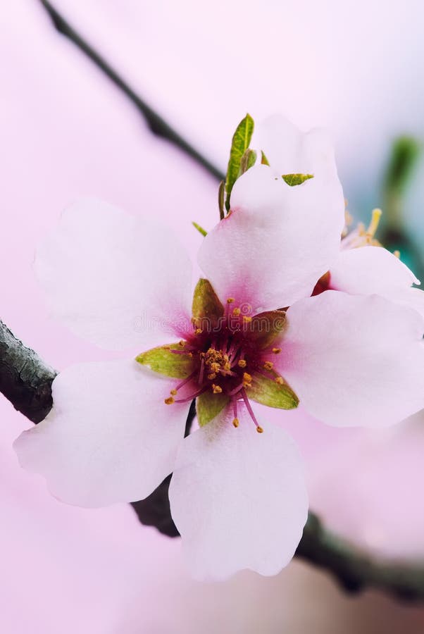 Pale pink petal macro stock image. Image of natural, botanical - 30274783