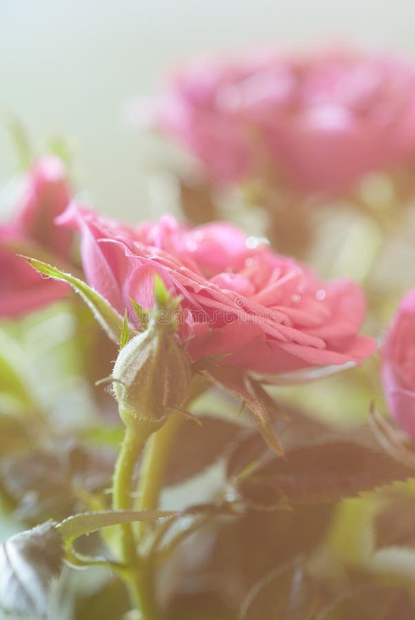 Gentle pink rose stock image. Image of garden, gentle - 30977525
