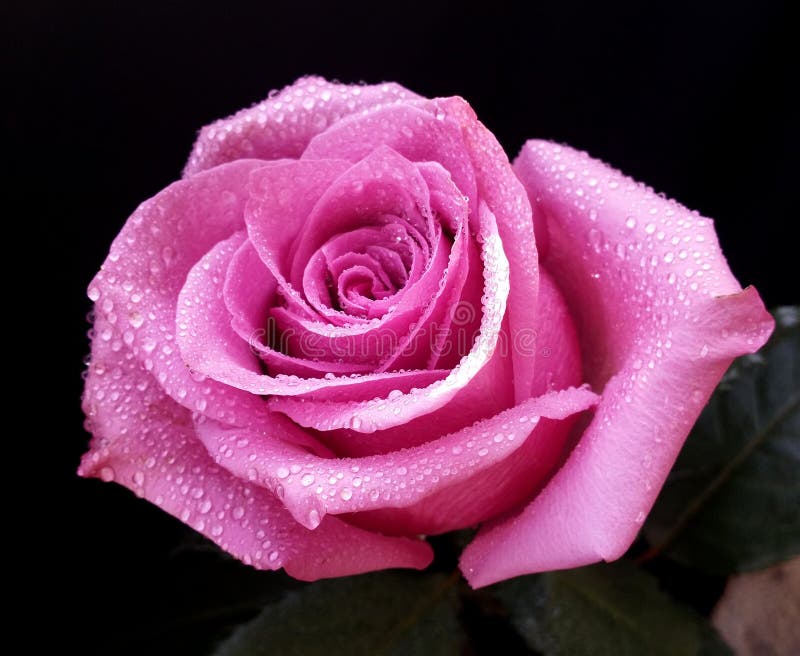 Gentle Pink Rose Flower after Rain Stock Photo - Image of white, black ...