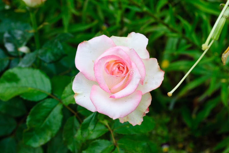 Gentle pink rose stock image. Image of fashion, nature - 96344055