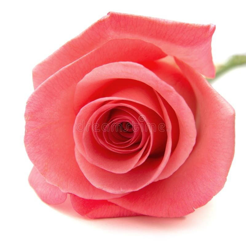 Gentle pink rose stock image. Image of color, flower - 55640989