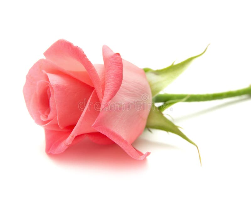 Gentle pink rose stock image. Image of petal, blossom - 55641015