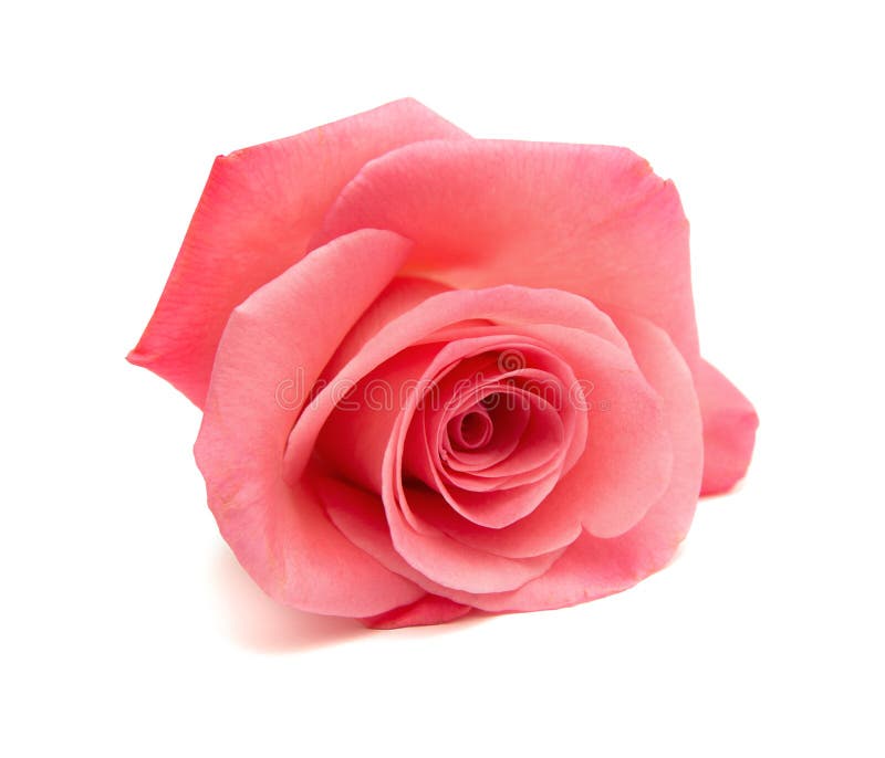 Gentle pink rose stock image. Image of fashion, blossom - 55642323