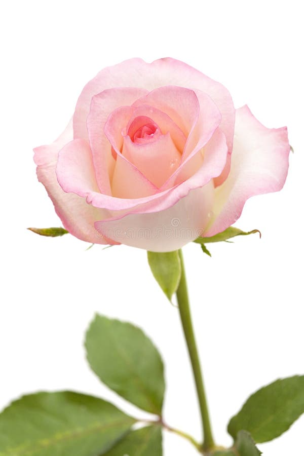 Gentle pink rose stock photo. Image of pale, fashion - 68478952