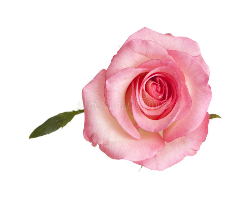 Gentle pink rose isolated stock photo. Image of petal - 81720426