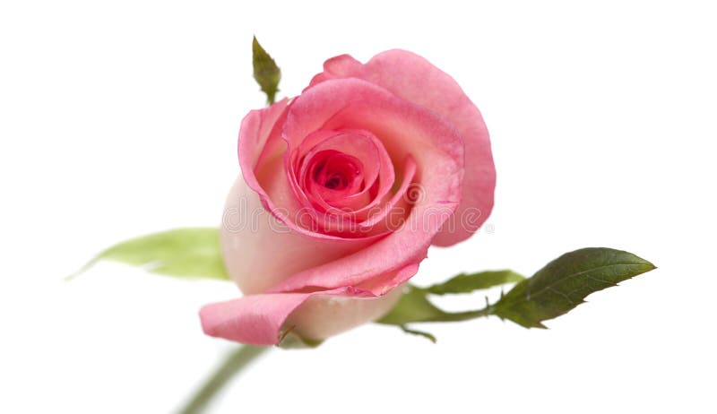 Gentle pink rose isolated stock image. Image of beauty - 81721199
