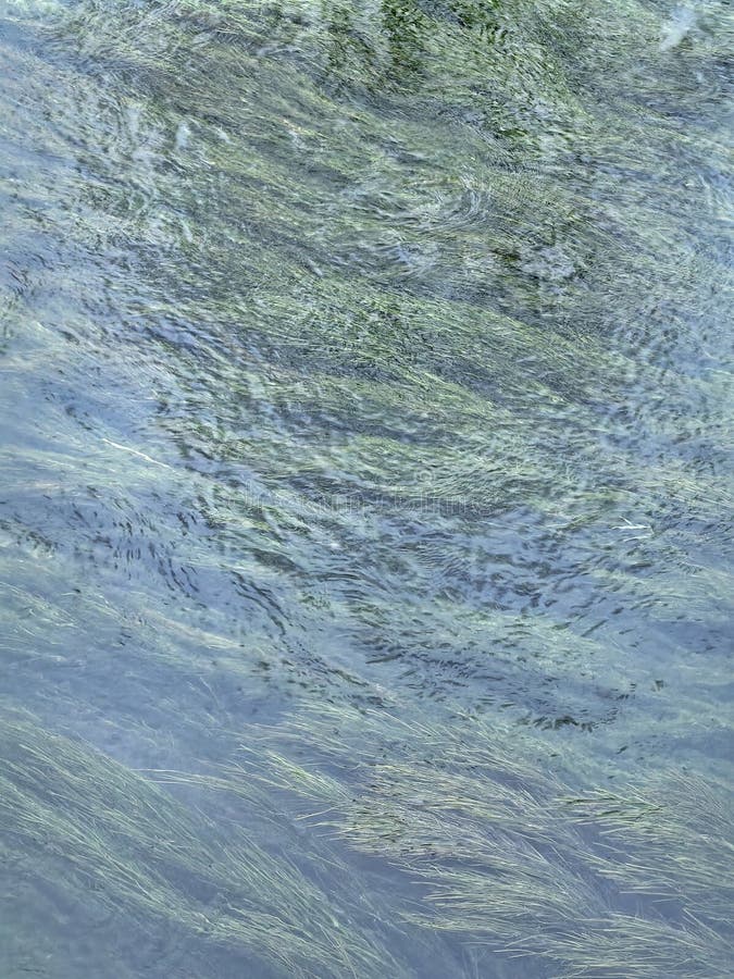 Gentle Ripples on a Lake with Algae Surface Reflecting Nature S ...