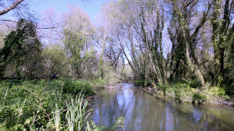 Gentle River Flows through Parque Das Ribeiras Stock Video - Video of ...