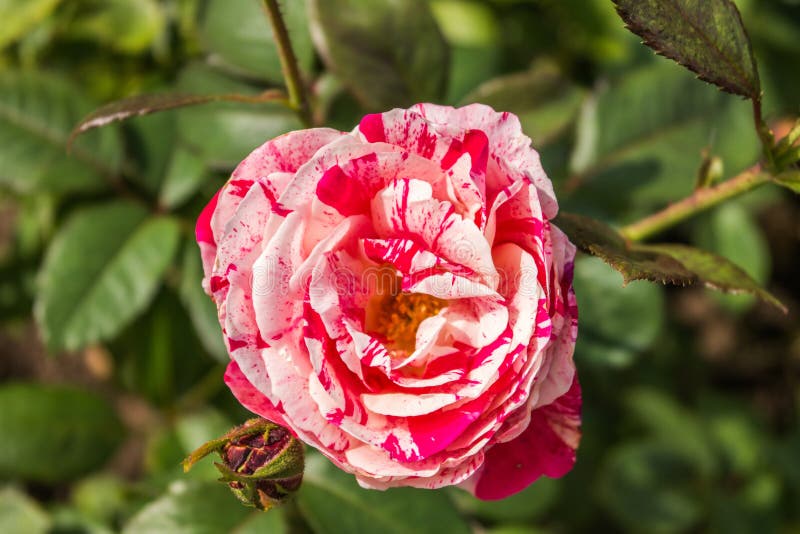 Gentle rose garden stock photo. Image of yellow, delicate - 76071866