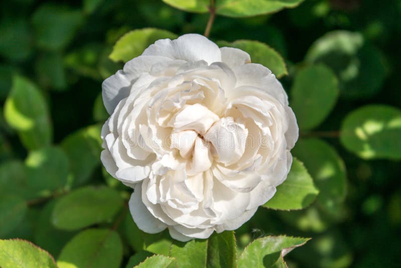 Gentle rose garden stock photo. Image of gift, yellow - 76071872