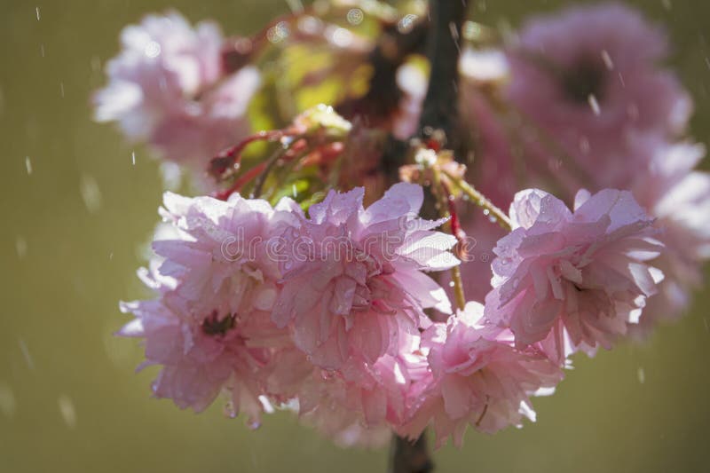 Sakura after Rain, Flowering Tree with Pink Flowers Water Droplets ...