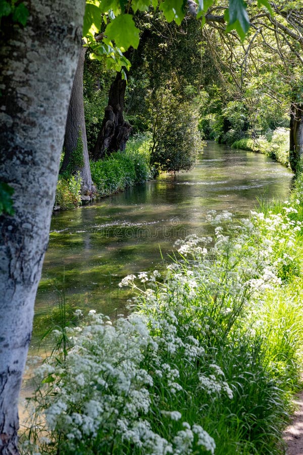 Gentle Scene of a Stream and Woods Stock Photo - Image of fall, river ...