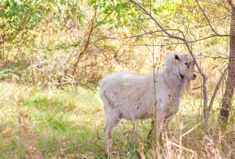 Gentle sheep stock image. Image of spring, fresh, grassland - 64617673