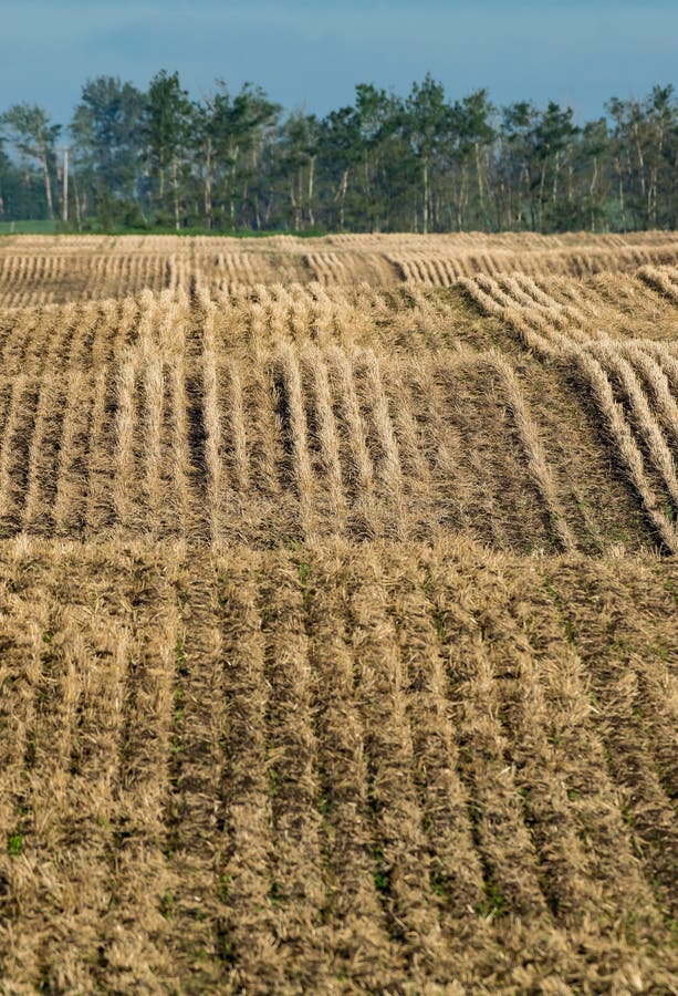 Fields Ready for Planting 1 Stock Photo - Image of canada, kissed ...
