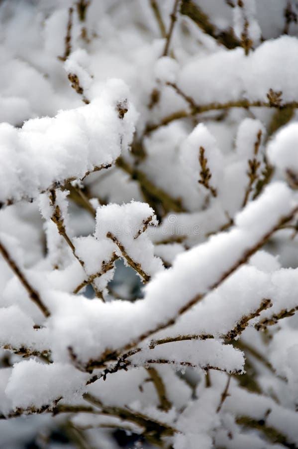 Gentle snow storm stock image. Image of plant, undergrowth - 3305163