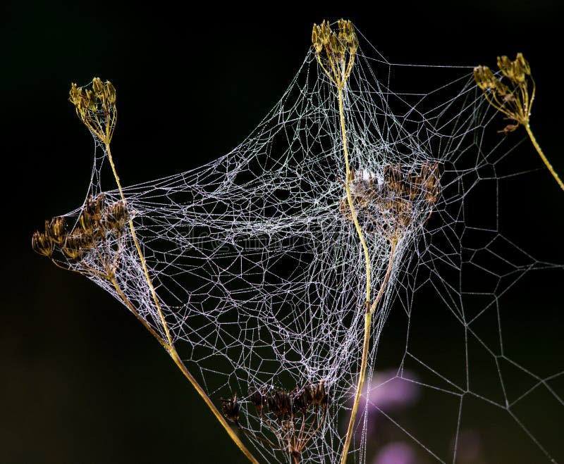 Tangle Web spider 1 stock image. Image of southern, arthropods - 47324969