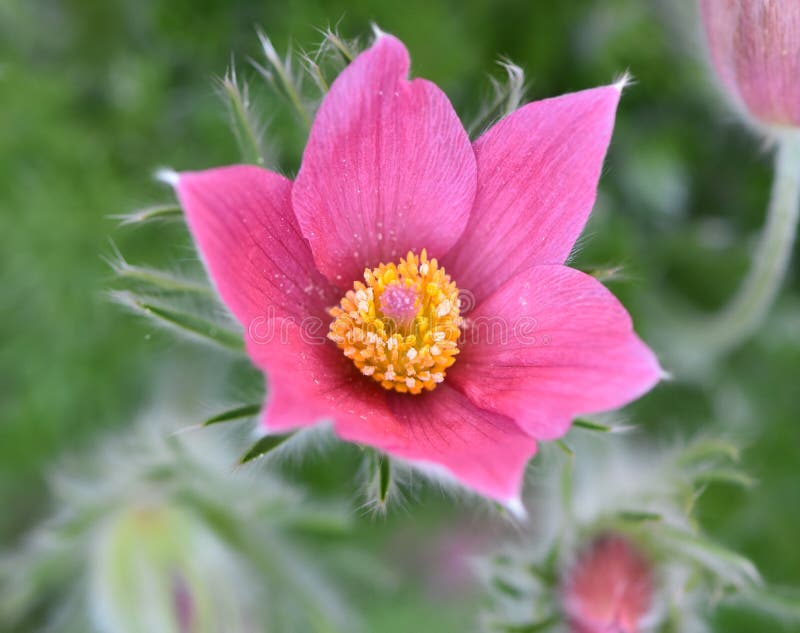 Gentle Spring Flower - Pulsatilla Stock Image - Image of dark ...