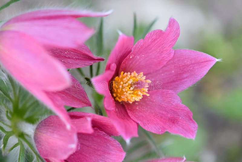 Gentle Spring Flower - Pulsatilla Stock Photo - Image of beautiful ...