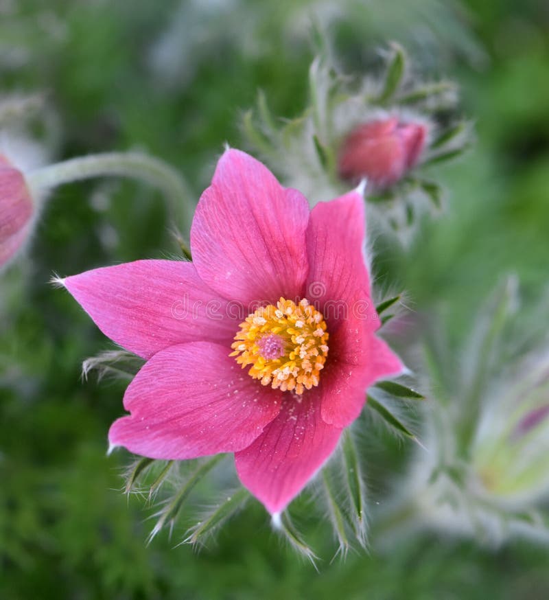 Gentle Spring Flower - Pulsatilla Stock Photo - Image of garden ...