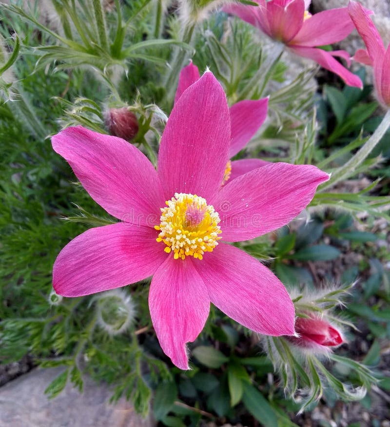 Gentle Spring Flower - Pulsatilla Stock Image - Image of garden, flower ...
