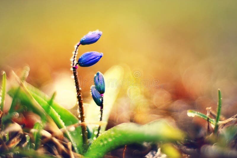 Gentle spring flowers stock image. Image of flowers, colorful - 65995023