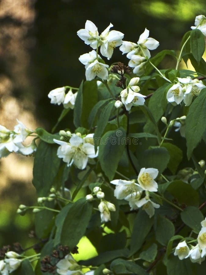Gentle Spring Flowers in Minsk Stock Photo - Image of herb, green ...