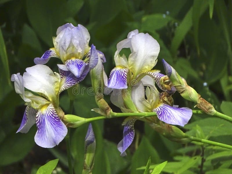 Gentle Spring Flowers in Minsk Stock Photo - Image of branch, flower ...