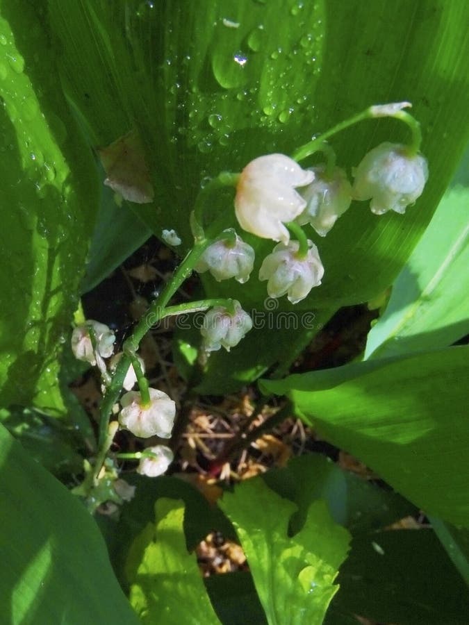 Gentle spring flowers stock photo. Image of gentle, garden - 115066378