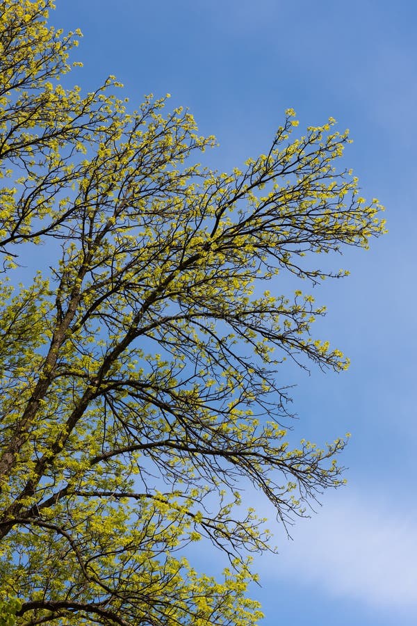 Spring foliage stock photo. Image of blue, wooden, sunlight - 12805194