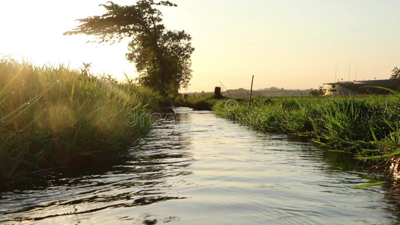 A Gentle Stream Flows through the Rice Field S Irrigation Channels in ...