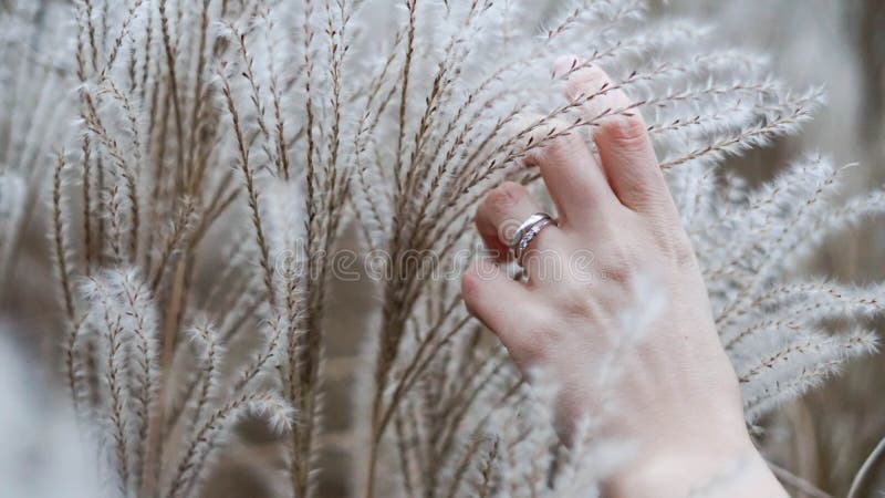 Gentle Touch with a Loving Hand in a Good Time Stock Photo - Image of ...