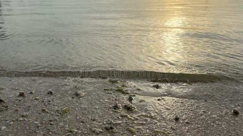 Gentle Waves Ripple Over a Shallow, Pebbled Shoreline, Reflecting Soft ...