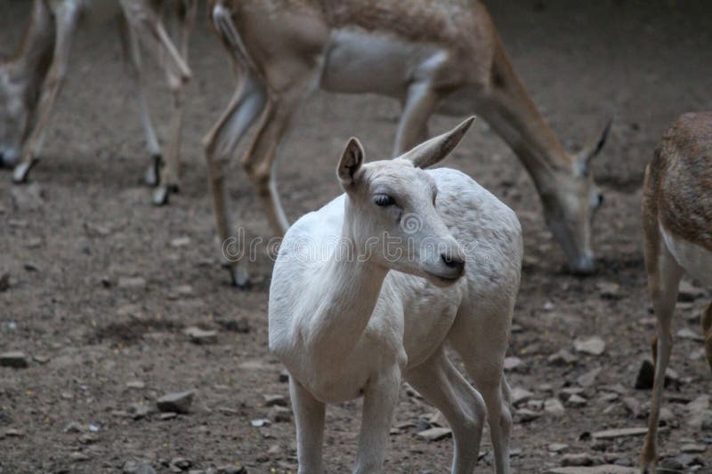 Graceful White Deer Standing Amidst a Peaceful Herd in Nature Stock ...