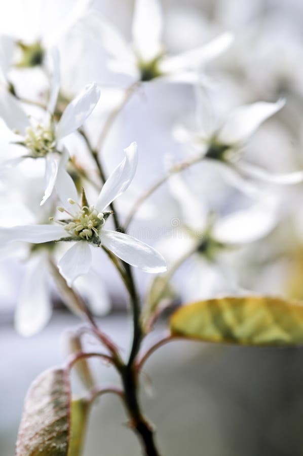 Gentle White Spring Flowers Stock Image - Image of amelanchier ...