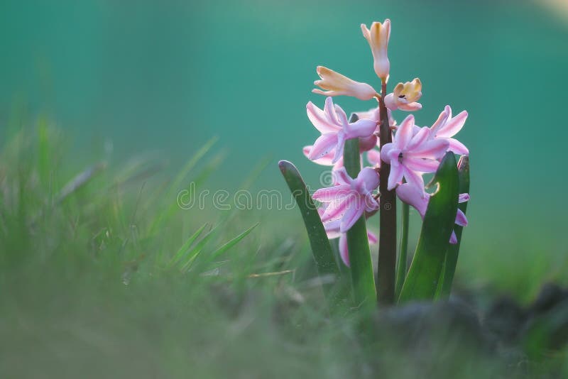 Gentle wild spring flowers stock photo. Image of freshness - 59811830