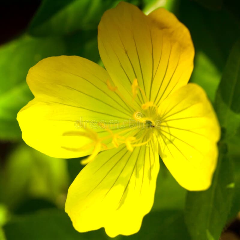 Gentle yellow flower stock photo. Image of blossom, gardening - 66130358