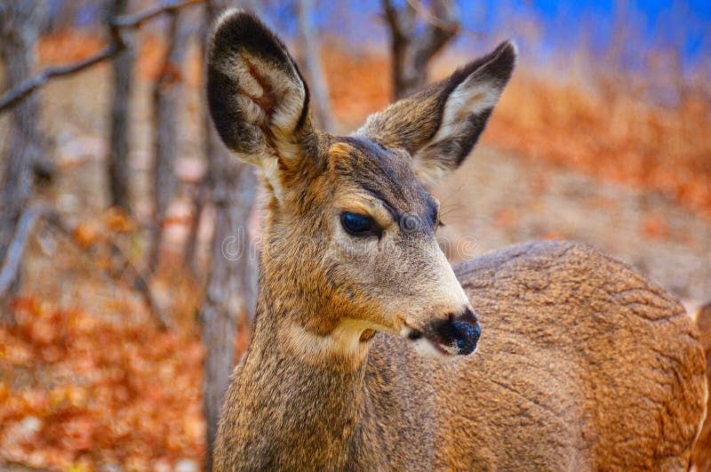 A Gentle Young Deer stock image. Image of buck, forest - 83570009