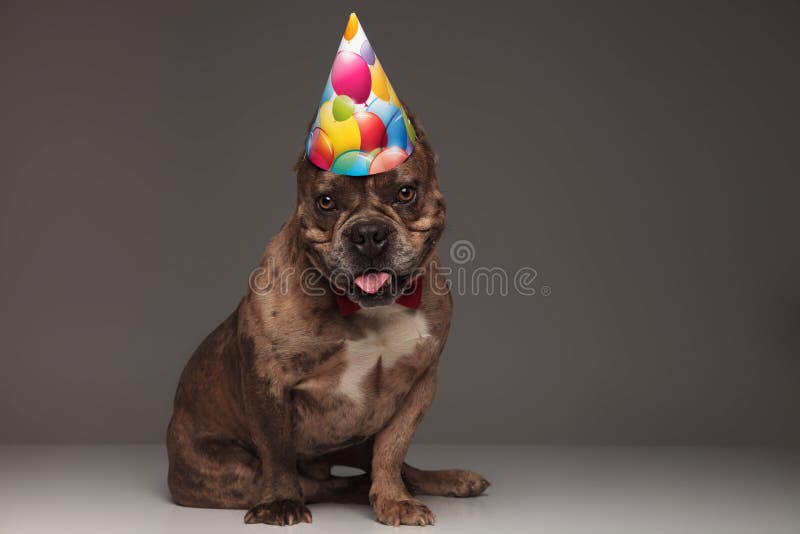 Happy Birthday Bully Dog Stock Photos - Free & Royalty-Free Stock ...