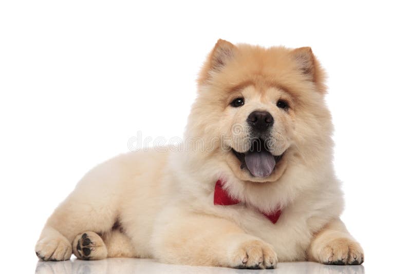 Gentleman Chow Chow Lying with Blue Tongue Exposed Stock Image - Image ...
