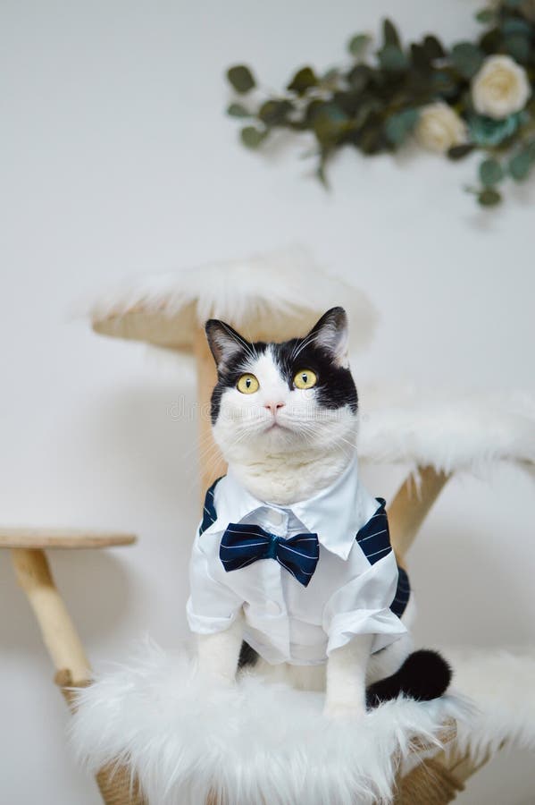 Gentleman Cow Cat Stand for Taking Photos Stock Image - Image of kitty ...