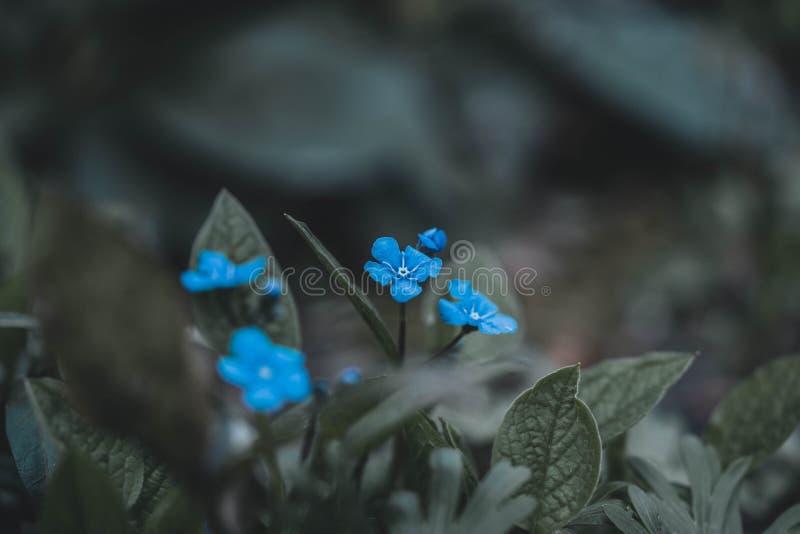 Gently Blue Flowers Growing Greenery Stock Photos - Free & Royalty-Free ...