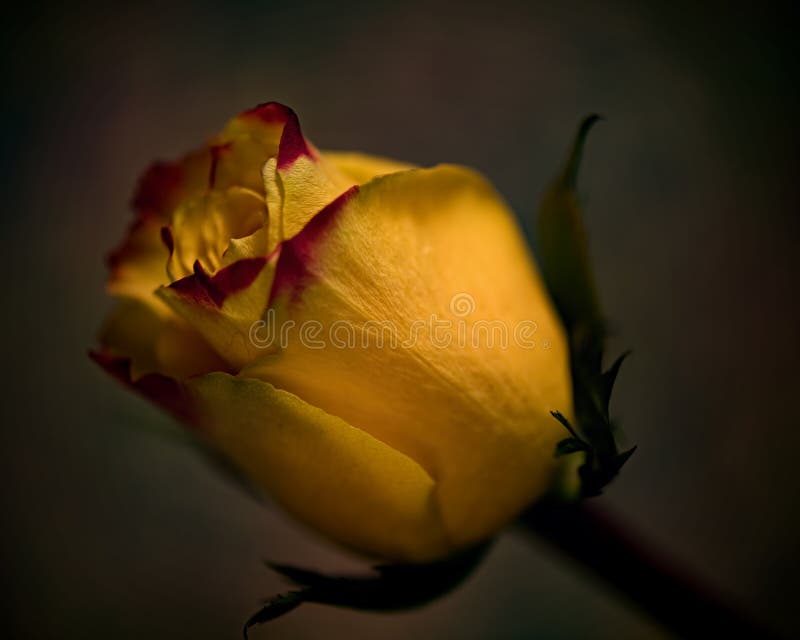 Gently stock image. Image of flora, portrait, gray, rose - 85899257