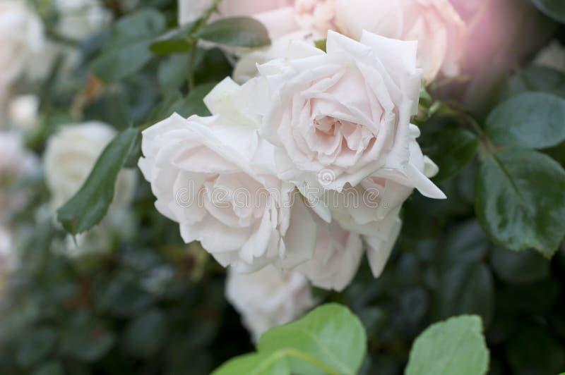 Gently light pink roses stock image. Image of summer - 188550929