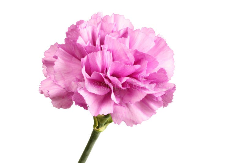Gently Magenta Carnation Isolated on White Background Stock Photo ...
