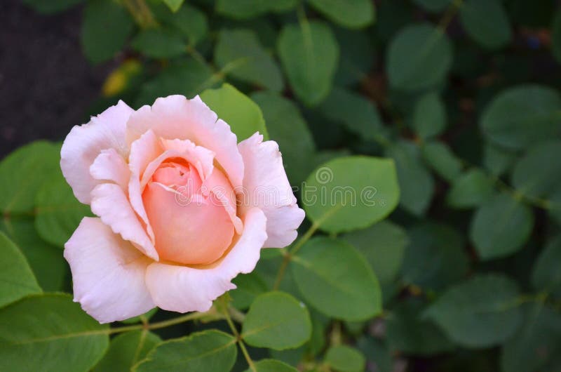 Gently Pink Rose with Green Leaves in the Garden. Stock Photo - Image ...