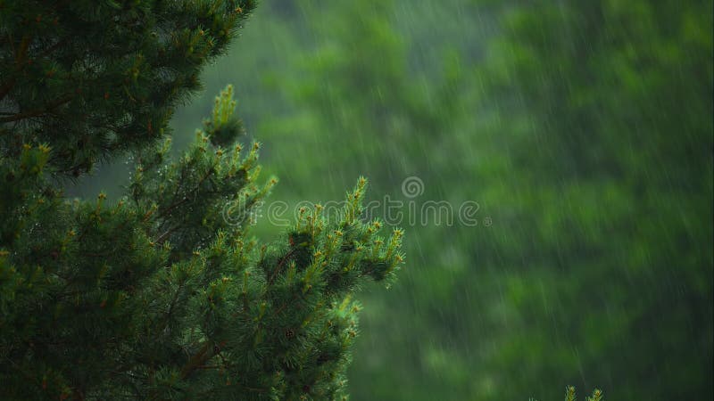 Gently Rocking Spruce in Rainfall Stock Footage - Video of wind, rain ...