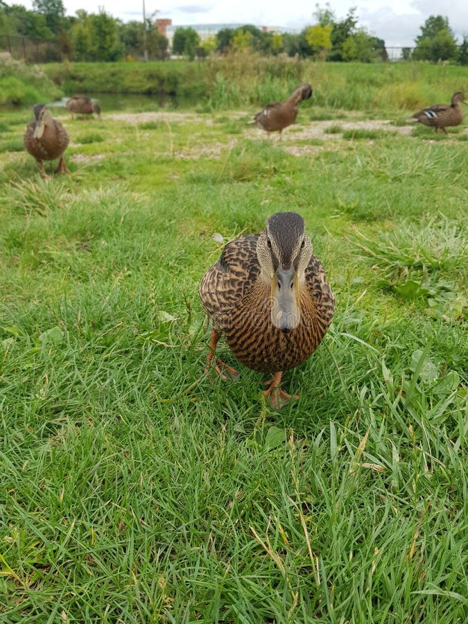 Treading Duck Stock Photos - Free & Royalty-Free Stock Photos from ...