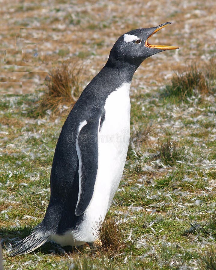 Gentoo Noise stock photo. Image of kings, beaks, gregarious - 5085366